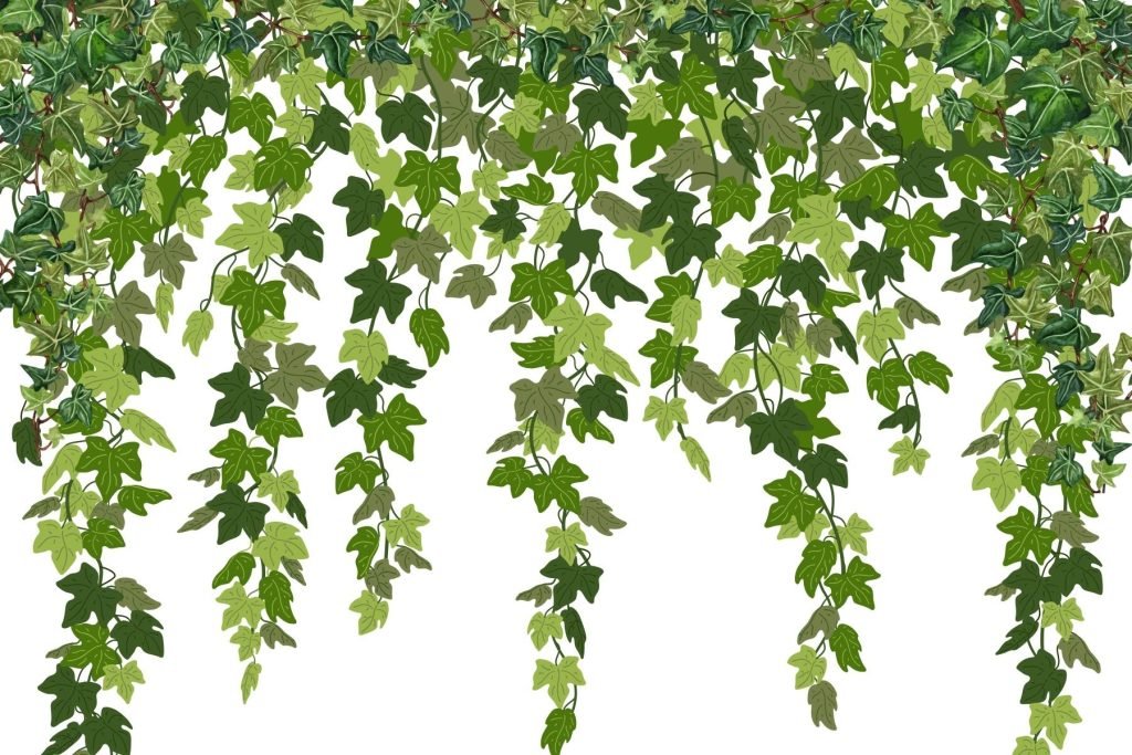 Horizontal Greenery Vines Wall Art - Framed Canvas Art