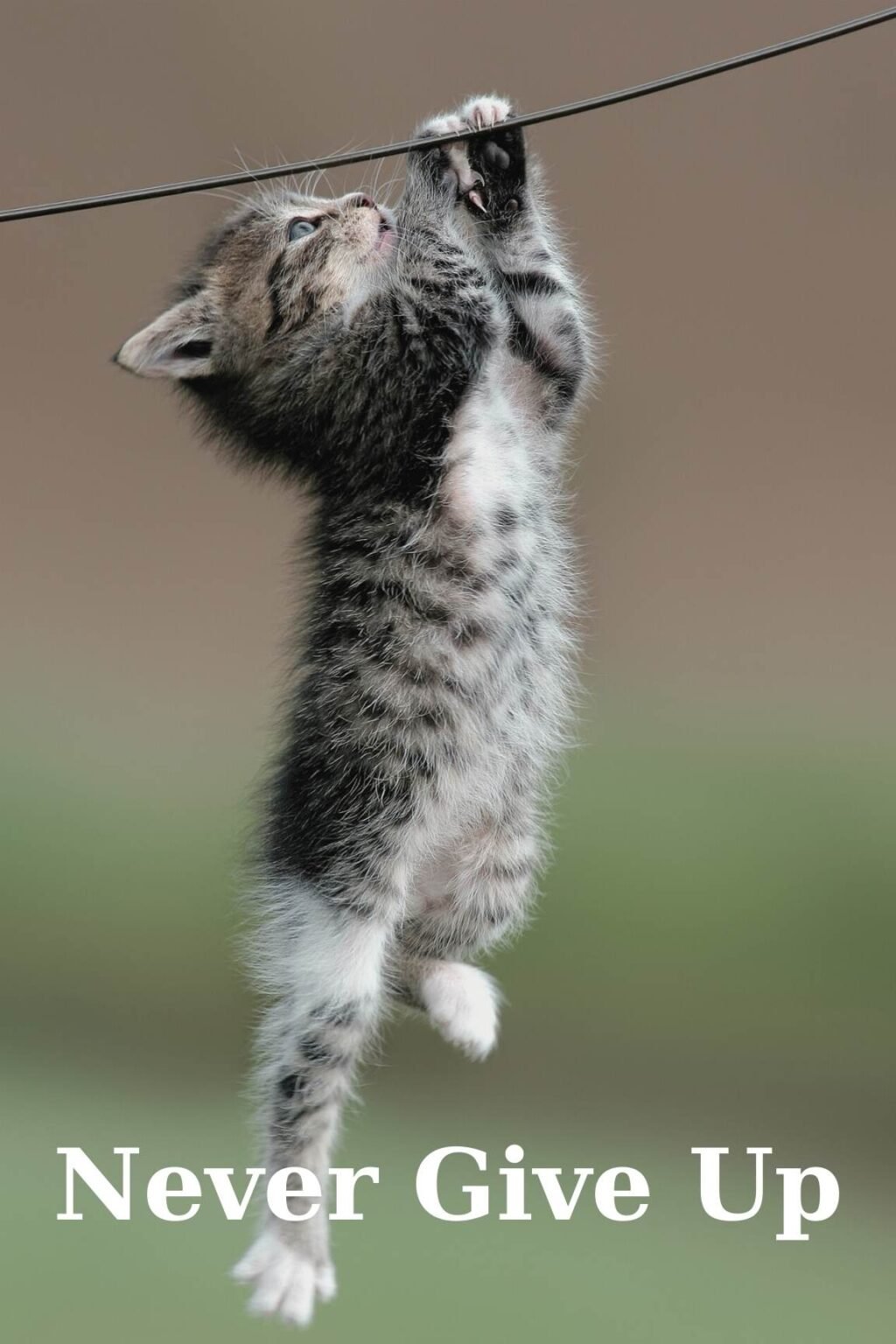 Hang in There Cat Poster | Motivational Kitten Canvas Wall Art